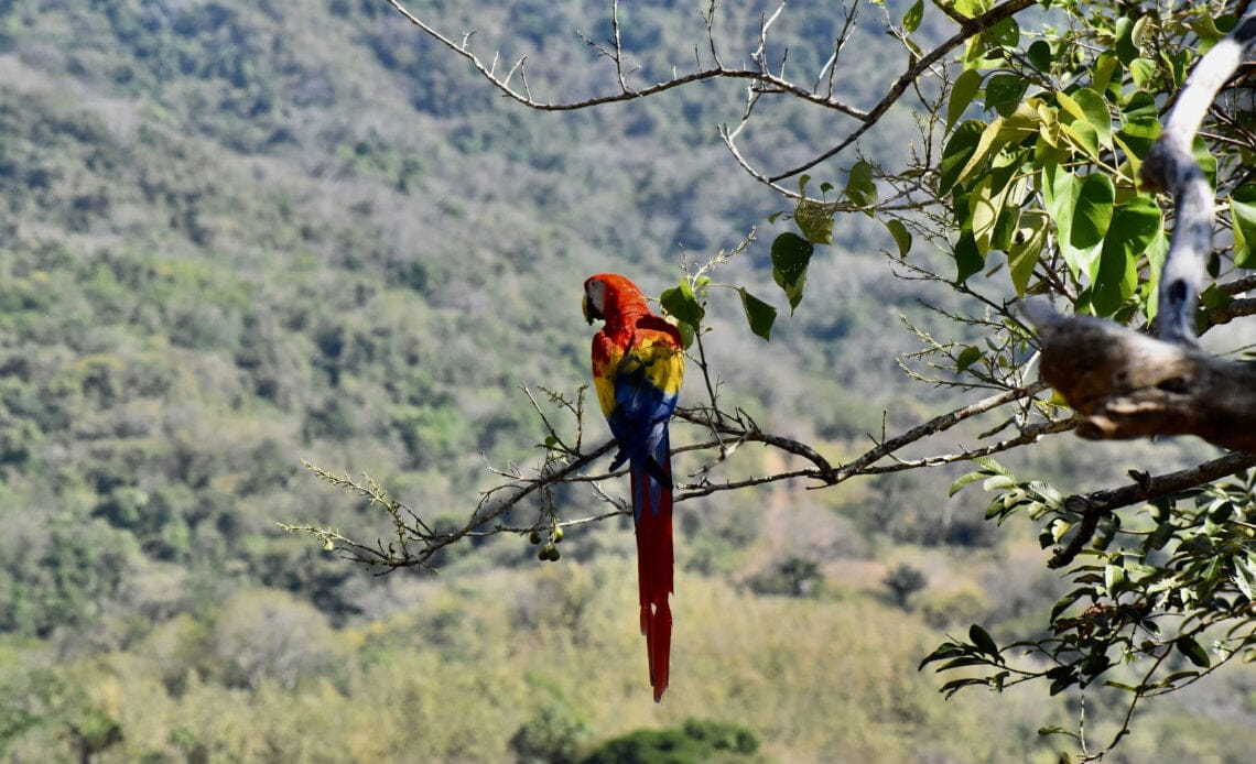 Repuestos La Guaca se une para proteger a las Guacamayas • Puntarenas ...