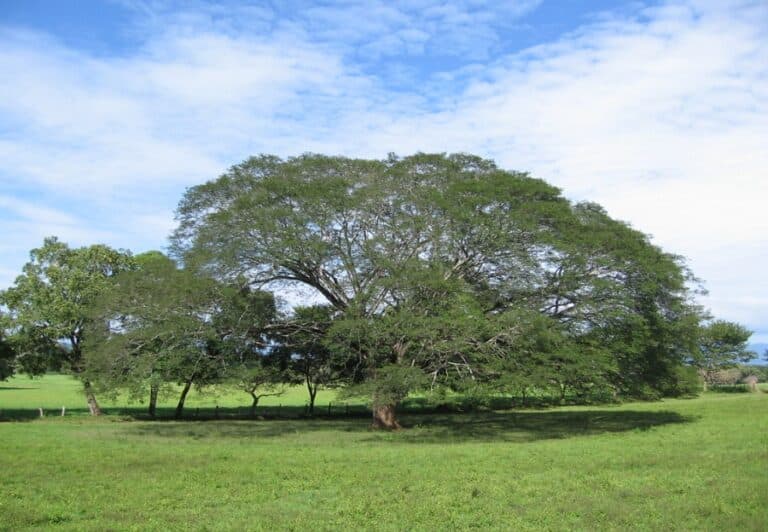 Guanacaste, el árbol que dio nombre a una provincia y se convirtió en ...